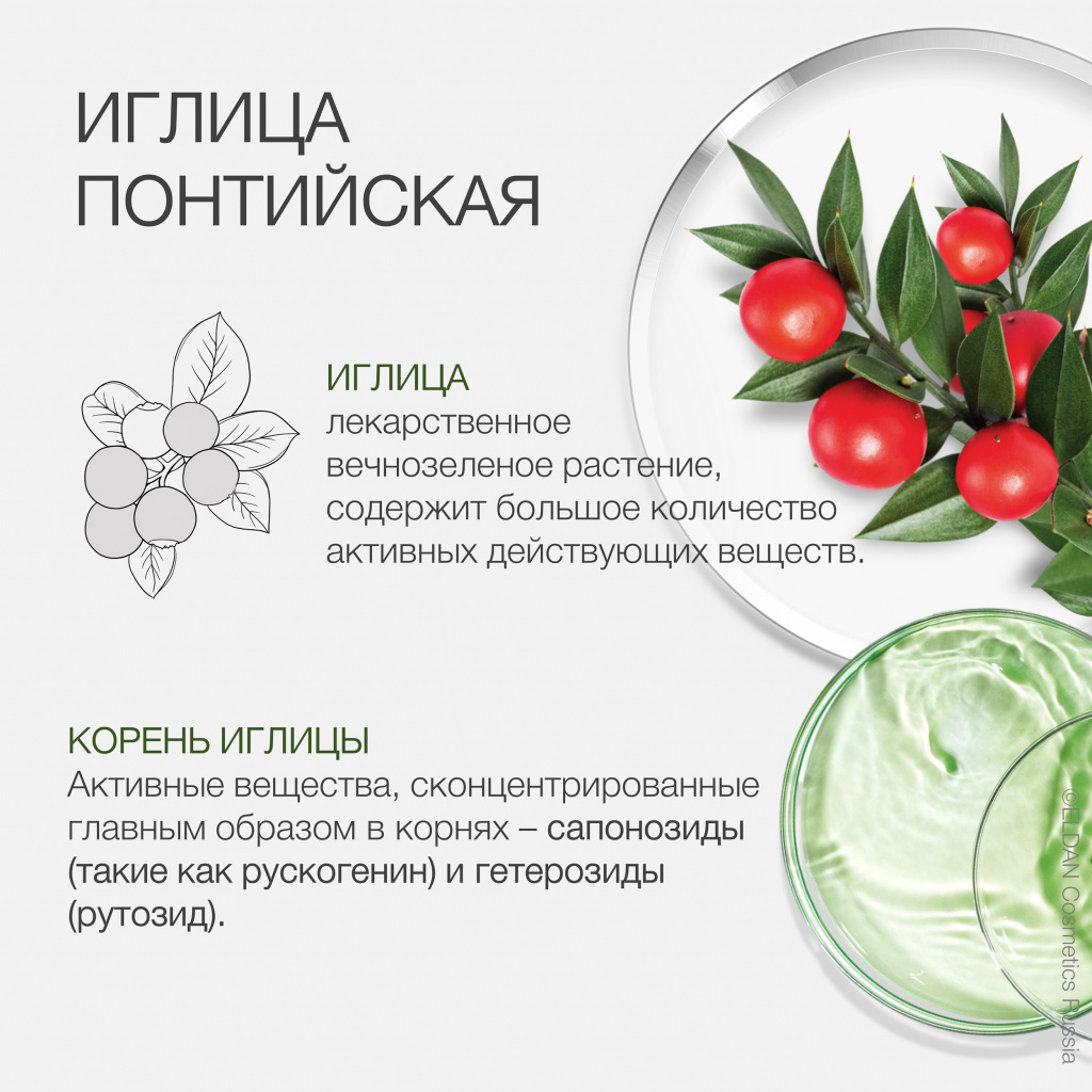 Иглица понтийская: лечебные свойства и применение — ELDAN Cosmetics